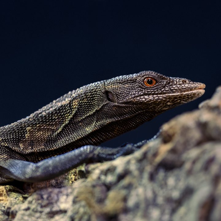Black Tree Monitor - Fresno Chaffee Zoo