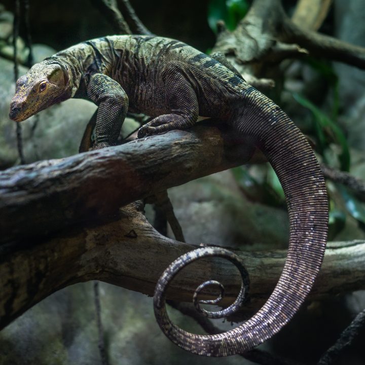Butaan (Gray's Monitor) - Fresno Chaffee Zoo