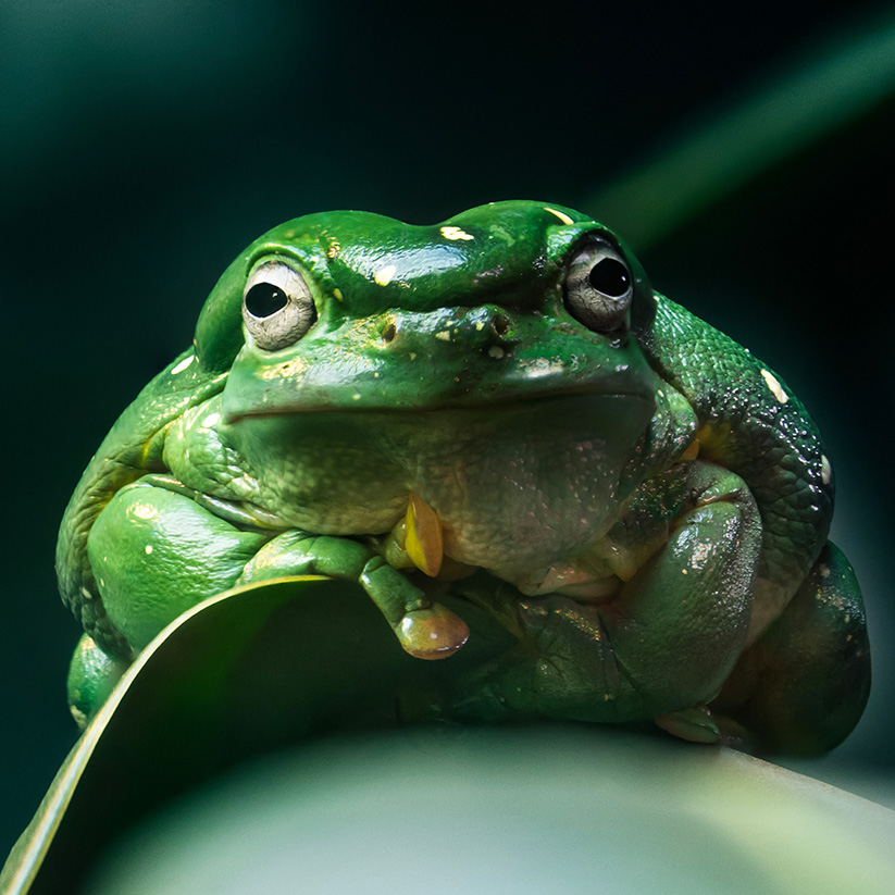 Magnificent Tree Frog - Fresno Chaffee Zoo