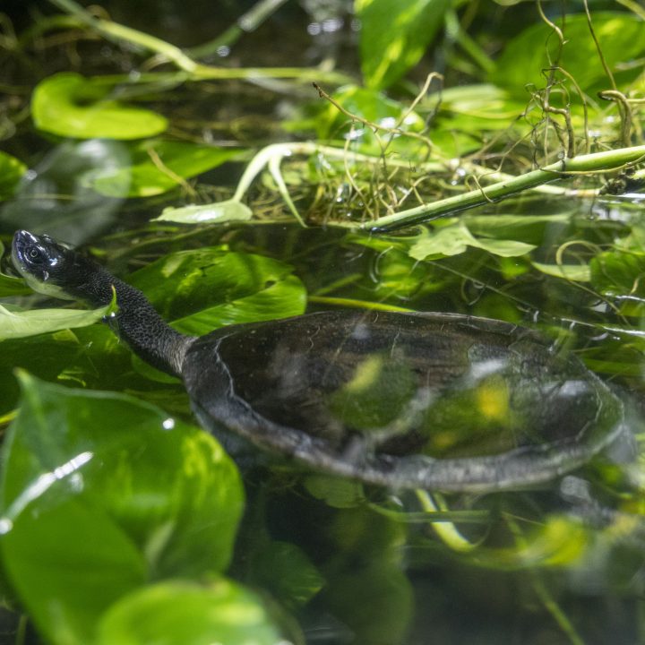Roti Island Snake-Necked Turtle - Fresno Chaffee Zoo