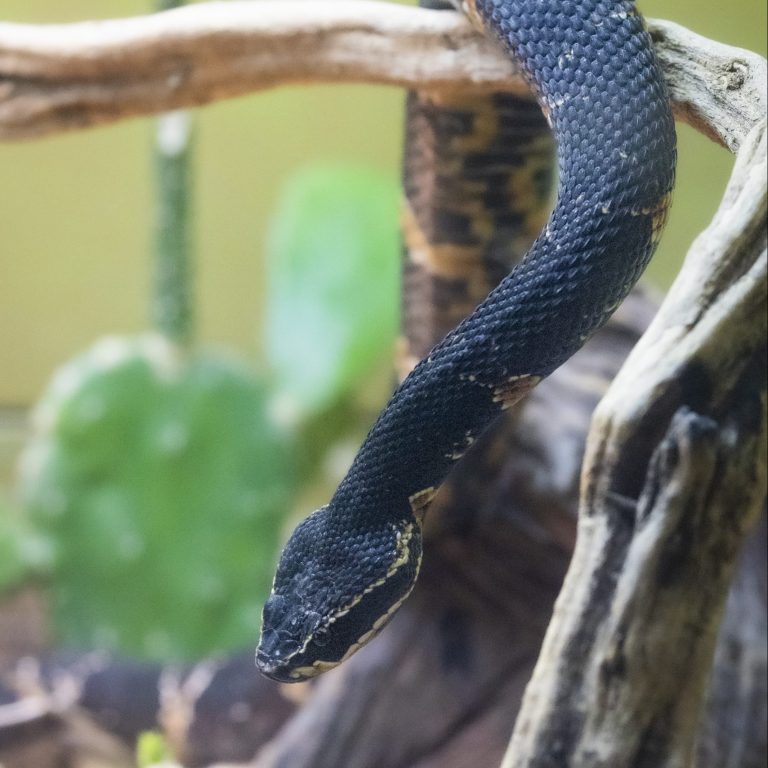 Taylor's Cantil - Fresno Chaffee Zoo