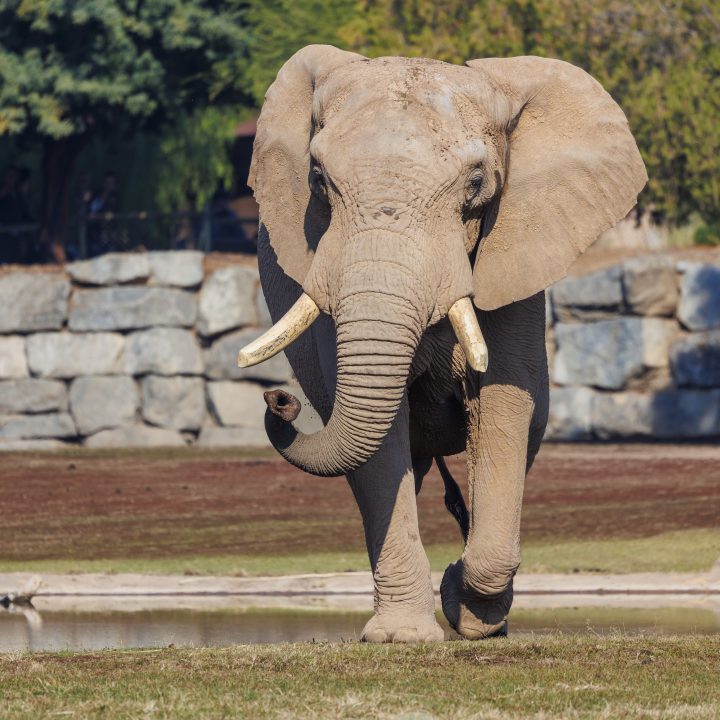 African Elephant - Fresno Chaffee Zoo