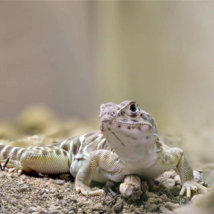 Blunt-Nosed Leopard Lizard - Fresno Chaffee Zoo