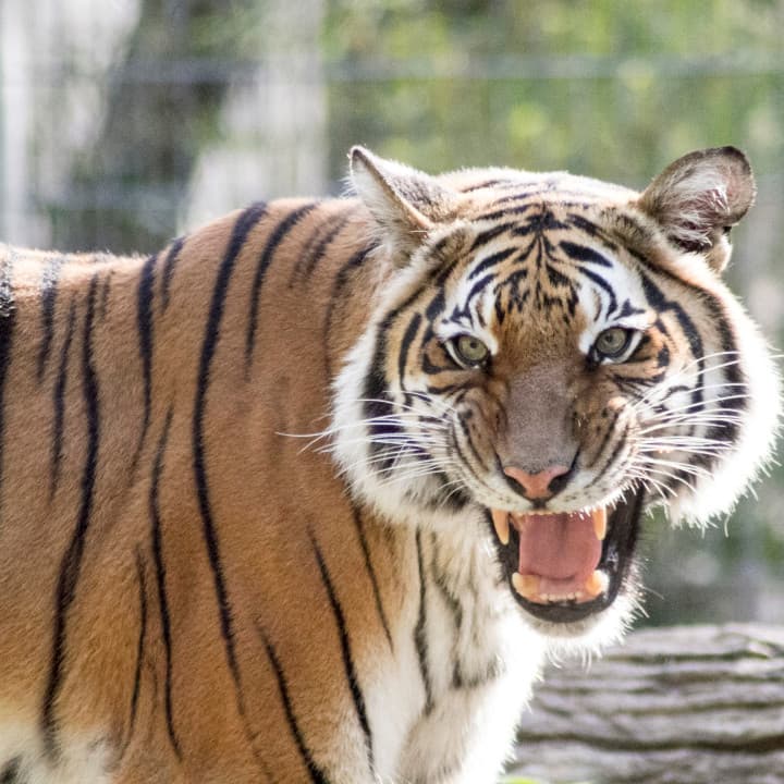 Malayan Tiger - Fresno Chaffee Zoo