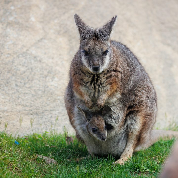 Tammar Wallaby - Fresno Chaffee Zoo