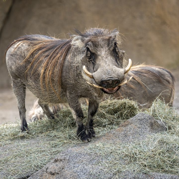 Warthog - Fresno Chaffee Zoo